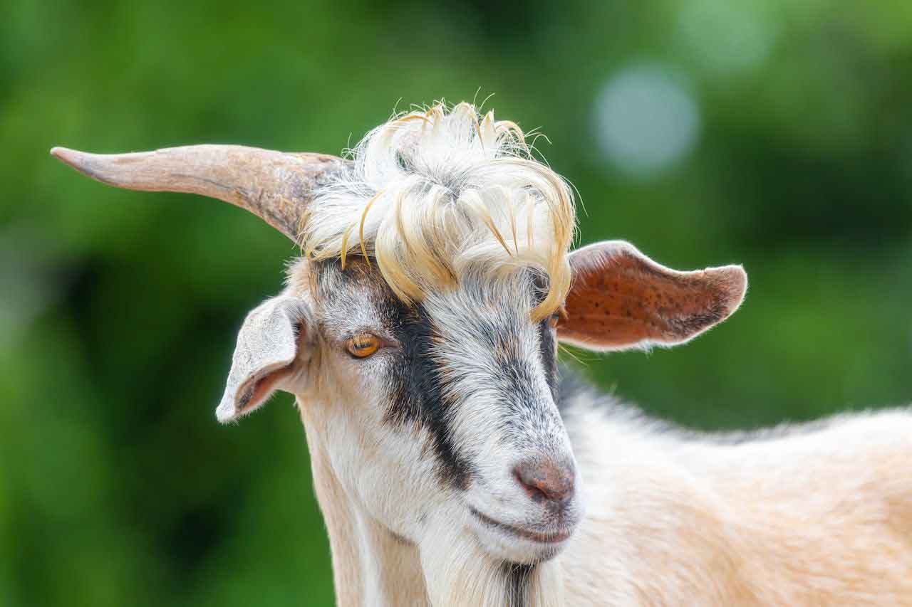 Pourquoi porter des chaussettes en cachemire?